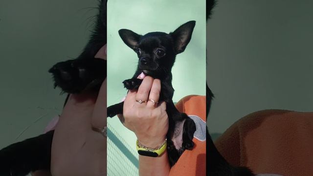 Багира Купидоновна ПРОДАЖА чихуахуа питомник Кастропуло Крым +79787458062 доставка есть