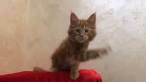 Мейн кун котёнок, Е-1.Питомник мейн кун котят "Суламита". г. Воронеж