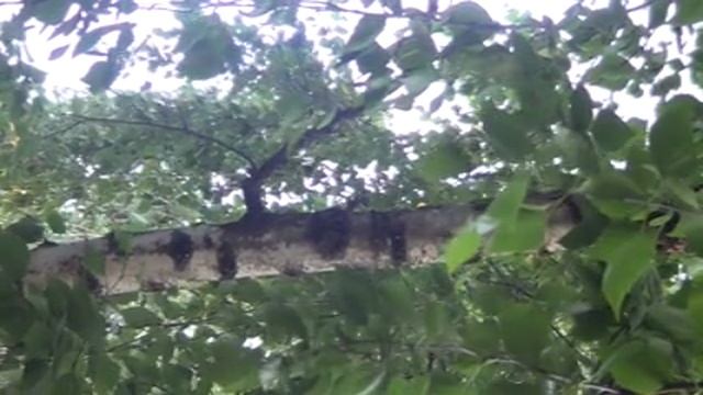 00011 (2)_x264.mp4