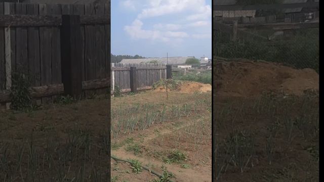 Поливка огорода.
#деревня #деревенскаяжизнь #огород #сад #садовод