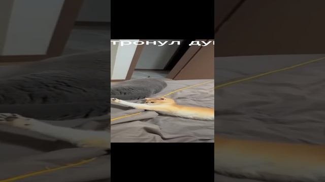 кот разозлился