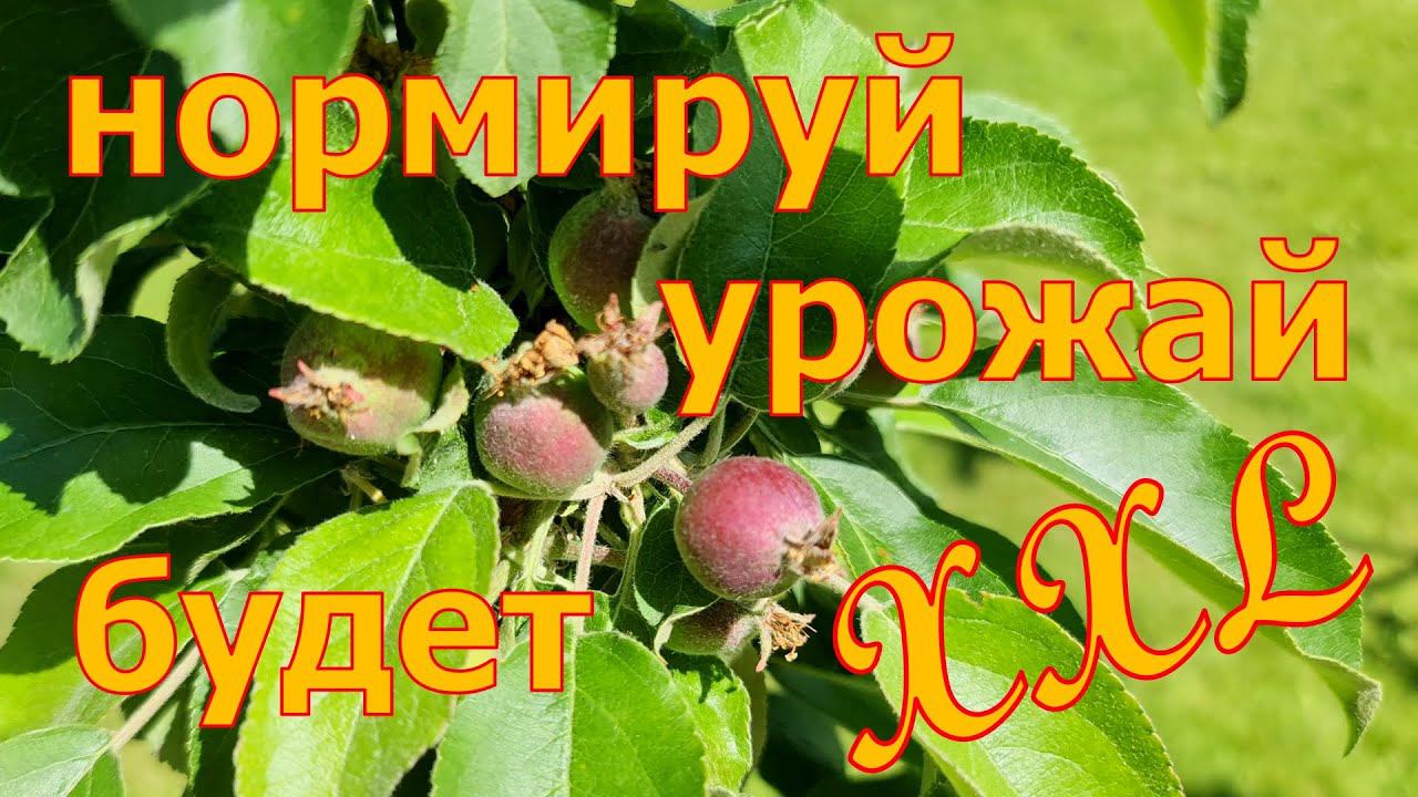 Нормировка урожая на колонновидных яблонях! В ЧЁМ смысл?