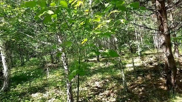 В лес за грибами)).avi