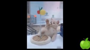 Ржачные коты 😁