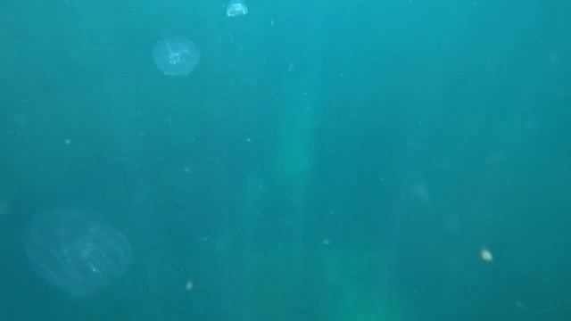 Подводный мир (Крым)