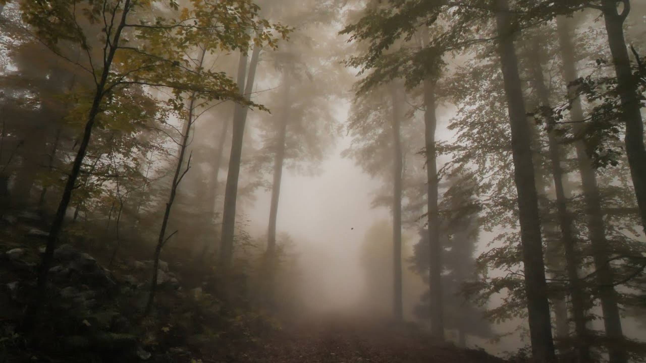 Virtual Drive Foggy Autumn Forest ⧸ Relaxing Rain Sound