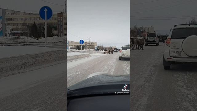 Олени в городе