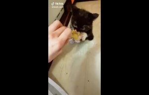 Боря отдай курочку!