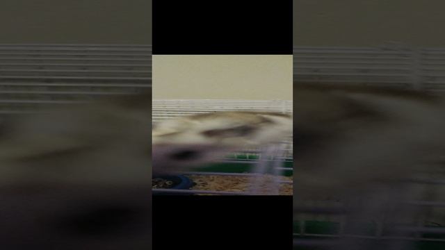 просто милое видео