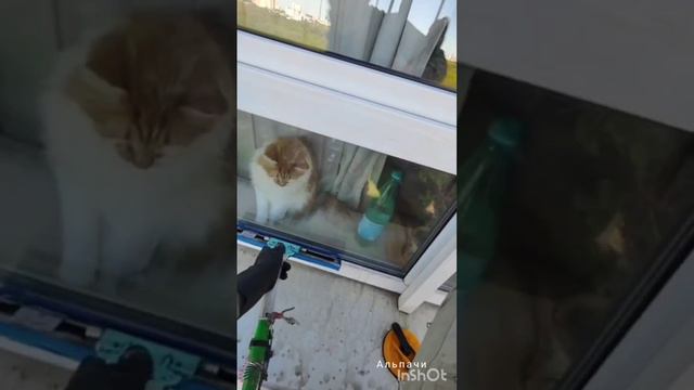 Котейка