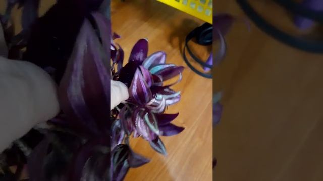 Традесканция Purple Joy (Код 23-25)