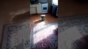 сумасшедший просто.mp4