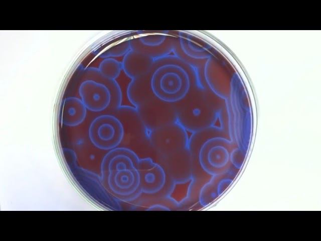 Реакция Белоусова Жаботинского   Автоколебательная реакция