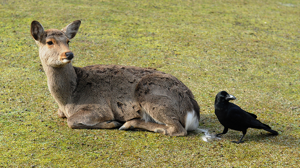 "С мира по нитке...". Весна в священном лесу города Нара.