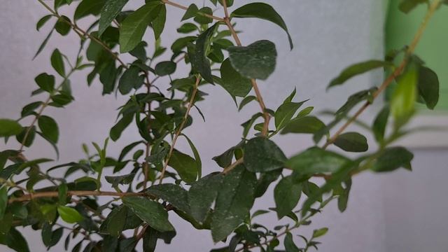 Зеленый  крупнолистный 4