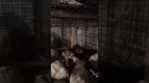 Кто ещё есть в моем хозяйстве ?!!!