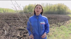 Облепиховый сад появится под Тюменью
