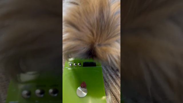 Dieting is easy when you eat zero calories! #dog #pekingese #doglover #cutedog #dogdiet #pets