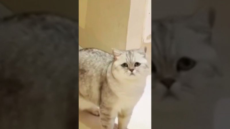 Неожиданная подстава от Барсика