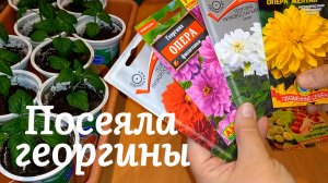 Посеяла однолетние георгины, помидоры, бархотцы.