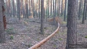 Грибы🍄 Боровые и ещё пять видов🔥Набрала Волосатых Грибов , буду солить😁Переходим на новый Уровень