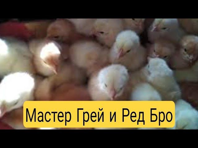 Суточные цыплята Мастер Грей и Ред Бро//Самые выгодные породы кур.