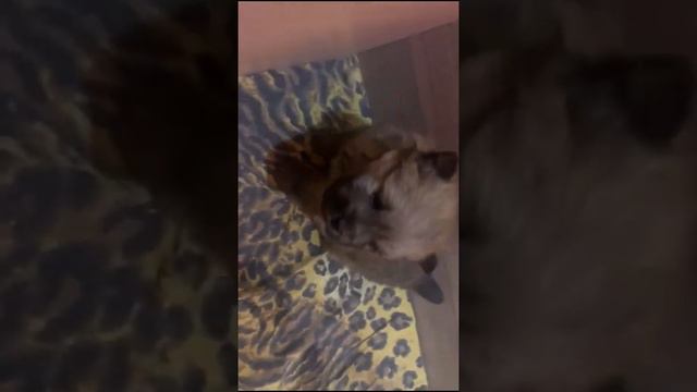 Маленькие щенки шпица рычат и кусаются!