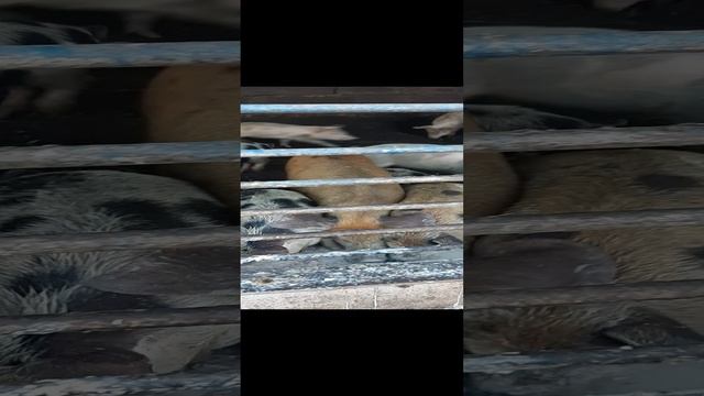 Завтрак нифниф нафнаф и нуфнуф))