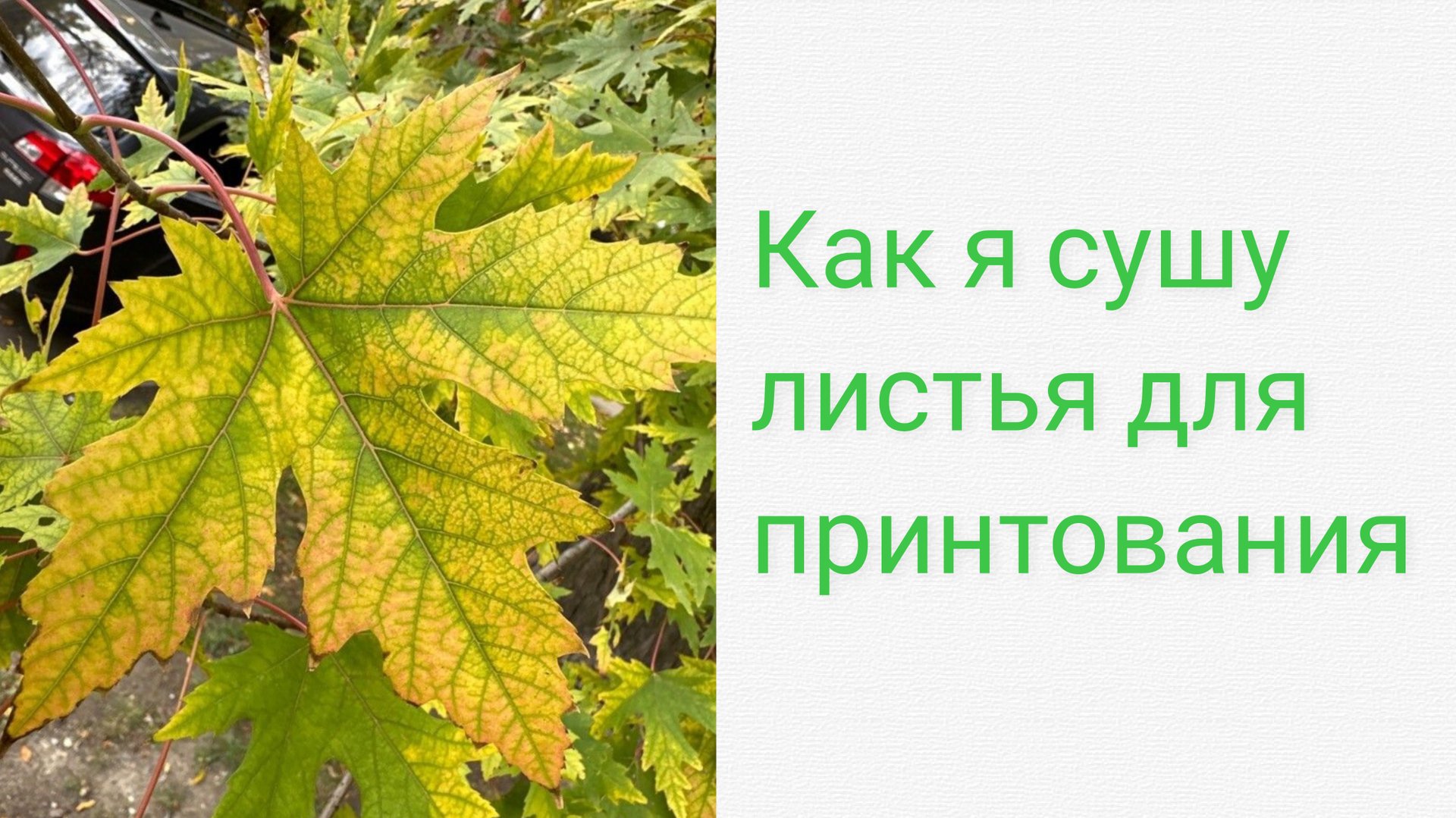 Как я сушу листья для принтования