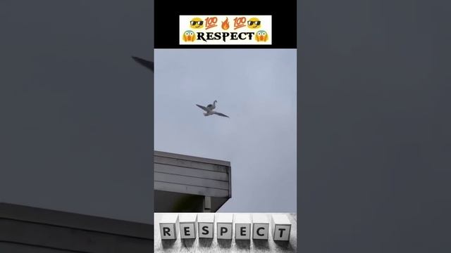 The Bird Carry a Other Bird ?️????️ #shorts