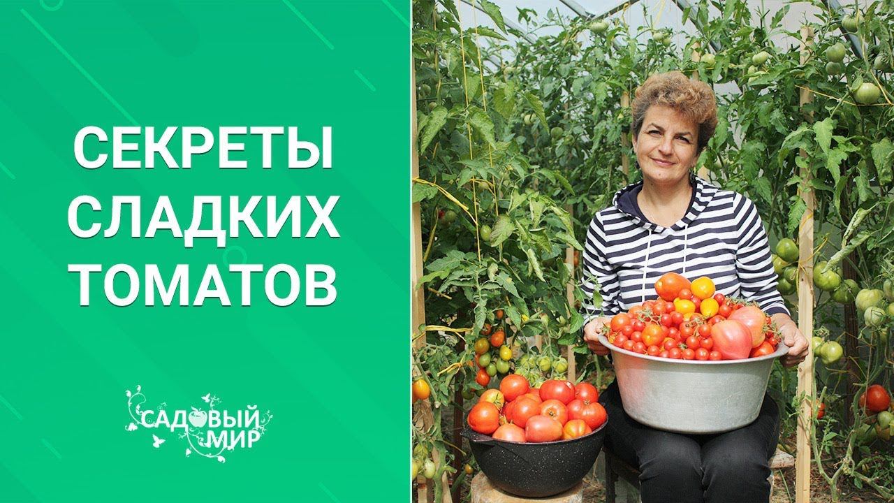 Секреты сладких помидоров