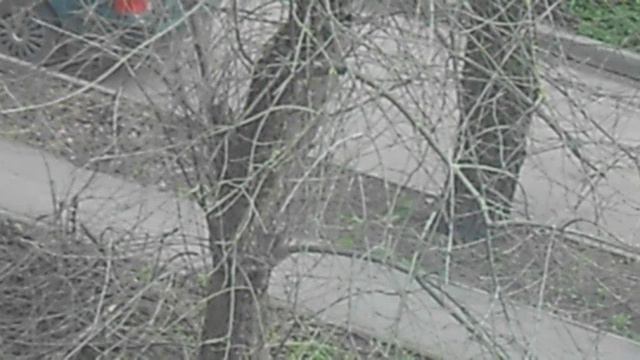 Белка 3546653635653 DSCN5295