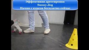 Примеры трюковой дрессировки (бигль, бивер, малинуа)