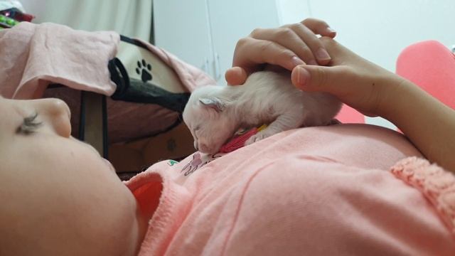 Маленький слепой котенок мяукает и зовет маму