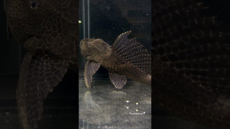 Высаживаем птеригоплихтов #aquarium #аквариум #exomenu