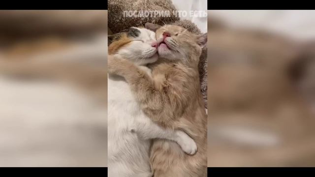 Смешные люди и животные. Как они это делают? И смех и слёзы