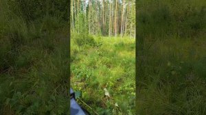 вологодскийкаракат зис5 болотоход вездеход покатушки приколы каракат юмор смех шоу развлечения чбд