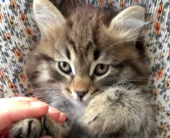 Любимые котик Милые котики.