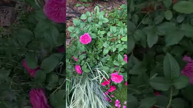 🌹Роза ‘ДЖЕЙМС Эль ОСТИН’ 🌹Дэвид Остин ⭐️Обзор🌹James L. Austin David Austin rose