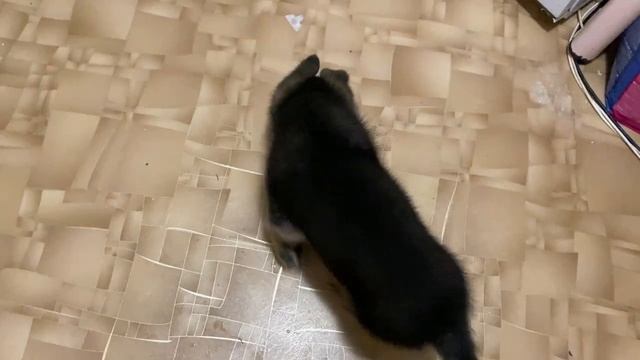 Моя Немецкая Овчарка, пример кормления, прививки, уши, какие команды знаем.