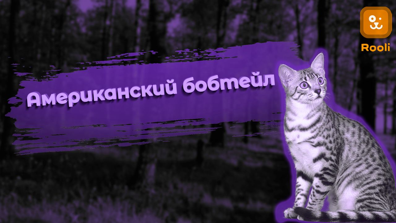 Американский Бобтейл Кошки: Взгляд в Глаза Исключительной Породы