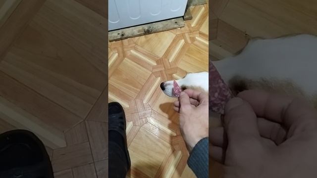 Учим Бобу.