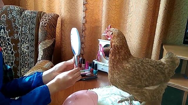 Спа-салон для кур есть  в селе Малое озеро