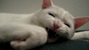 Реакция кота на чихание
