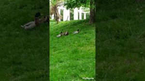 Краснодар. В парке гуляют утки 😊 Видео из архива