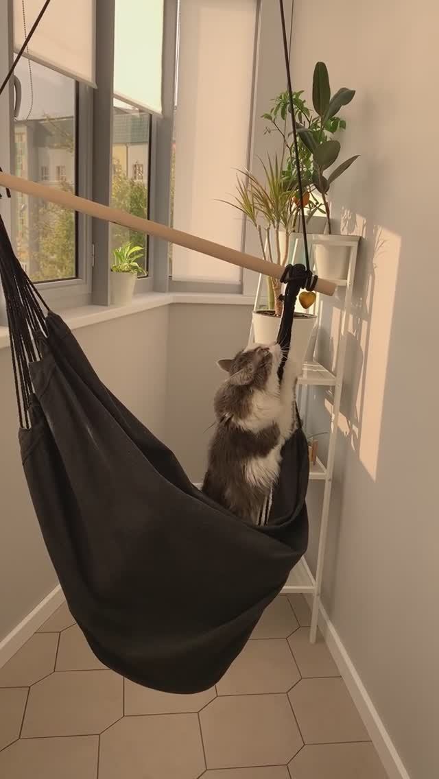 кот на качелях