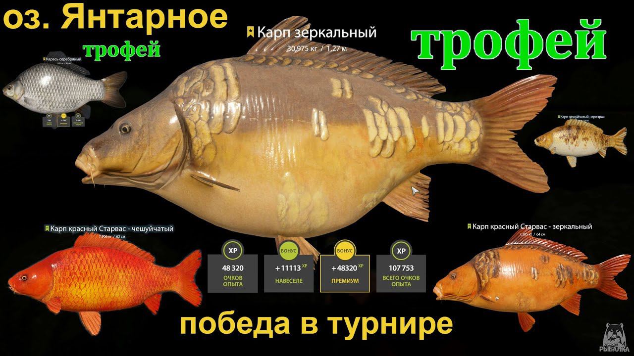 Русская рыбалка 4 / оз. Янтарное / Карп зеркальный (трофей), победа в турнире у @AkashaGamerGirl