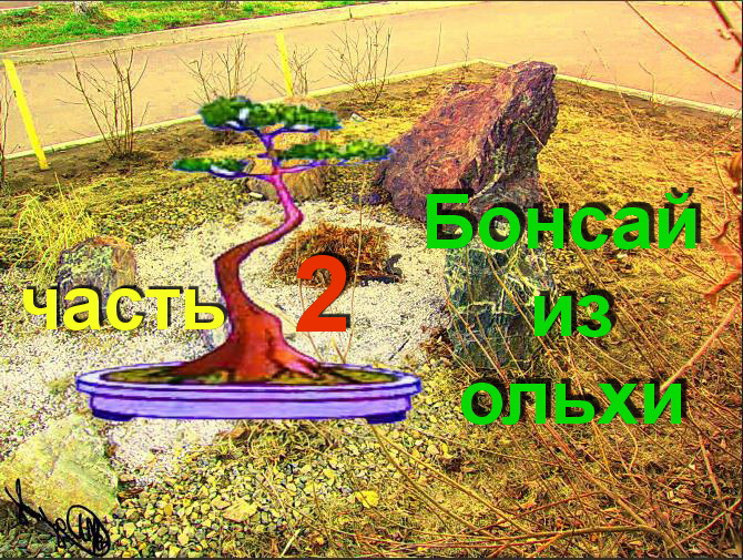 2.Бонсай из Ольхи снятия лигатуры, обрезка часть 2 Alder bonsai ligation removal, pruning