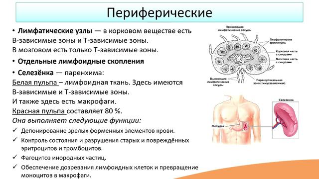 12.1. Строение и функции иммунной системы
