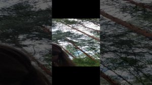 VID_20240721_125743.mp4😂🤣